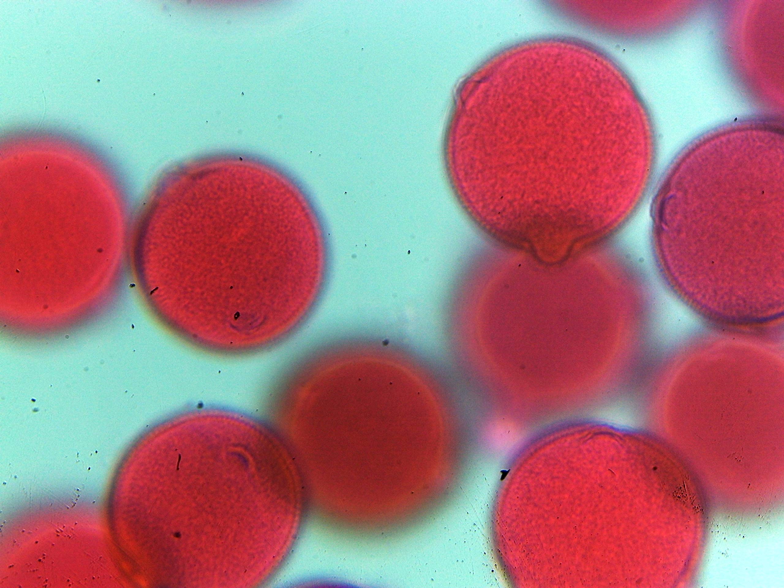 Germinating Pollen Grain Under Microscope Experiment To Show The