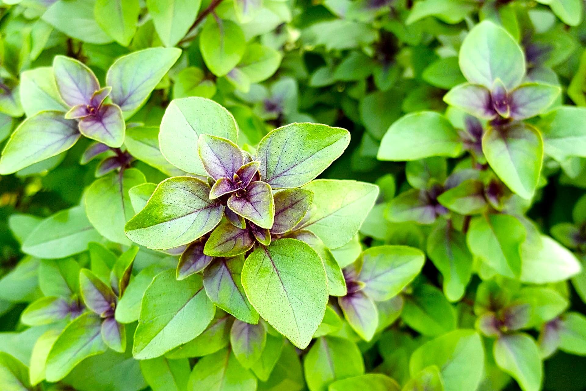 Amazon.com : Green-Purple Peppermint Silvester with Apple Flavor 500 ...