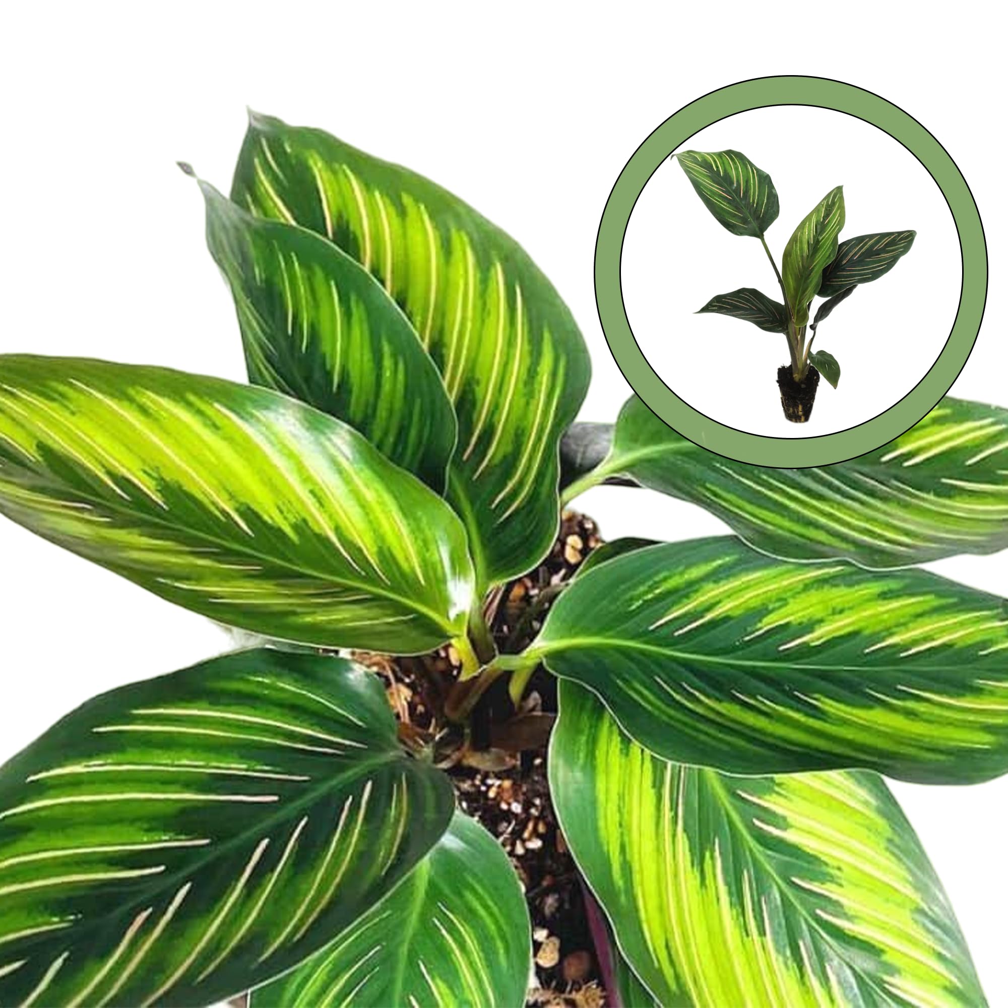 Amazon.com : Calathea Beauty Star Starter Plant : Patio, Lawn & Garden