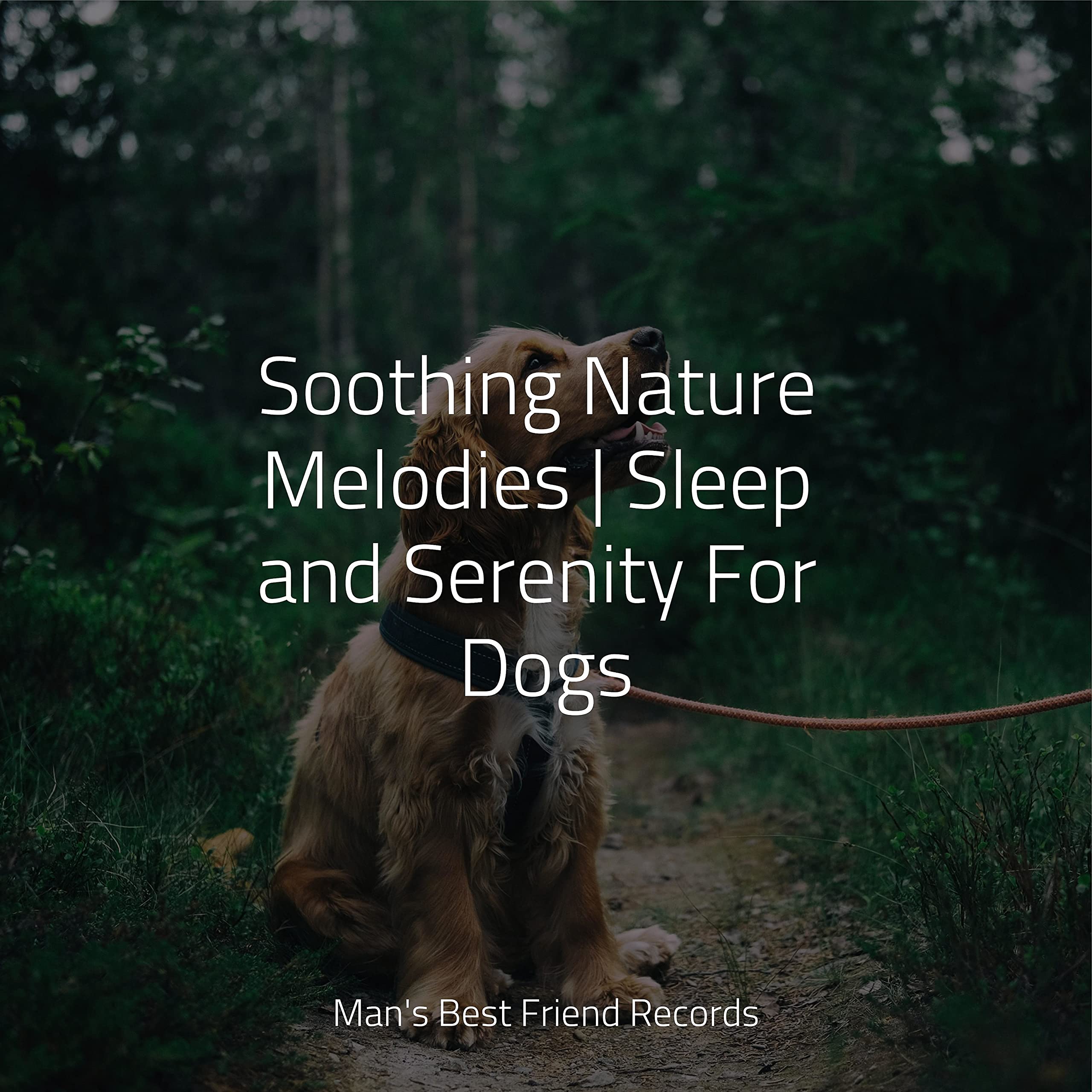 Chilling Music song by Cat Music Experience, Cat Music Dreams & Cat ...