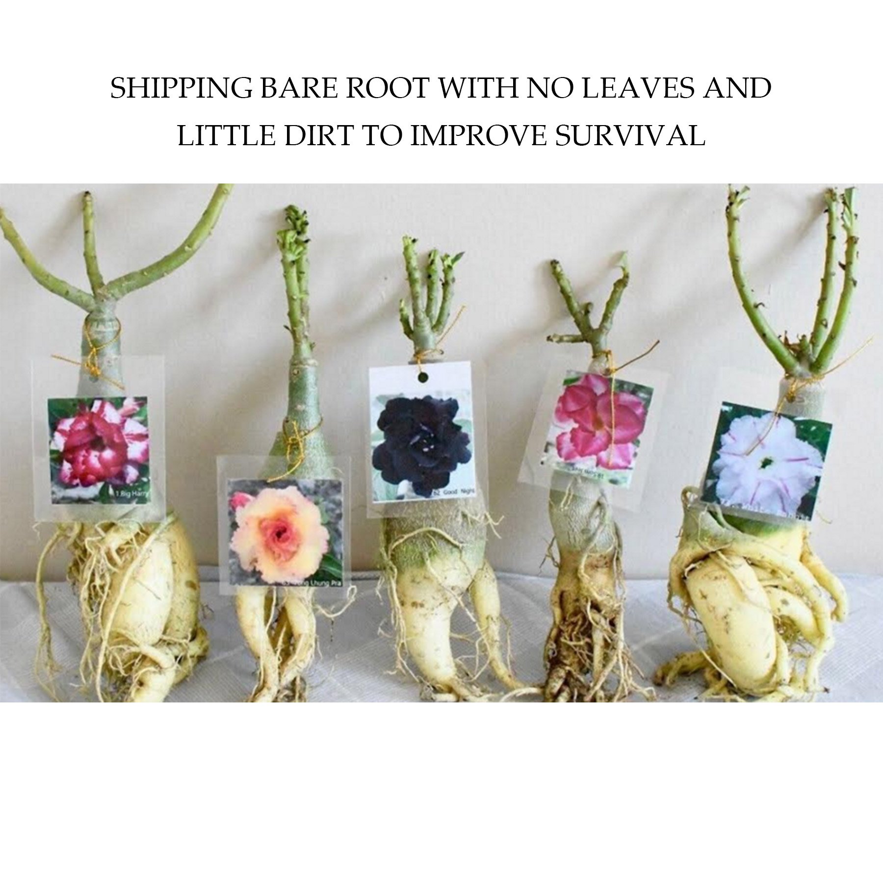 Rare Adenium Obesum, Double Flower, Grafted Mature Plant, Easy Care ...