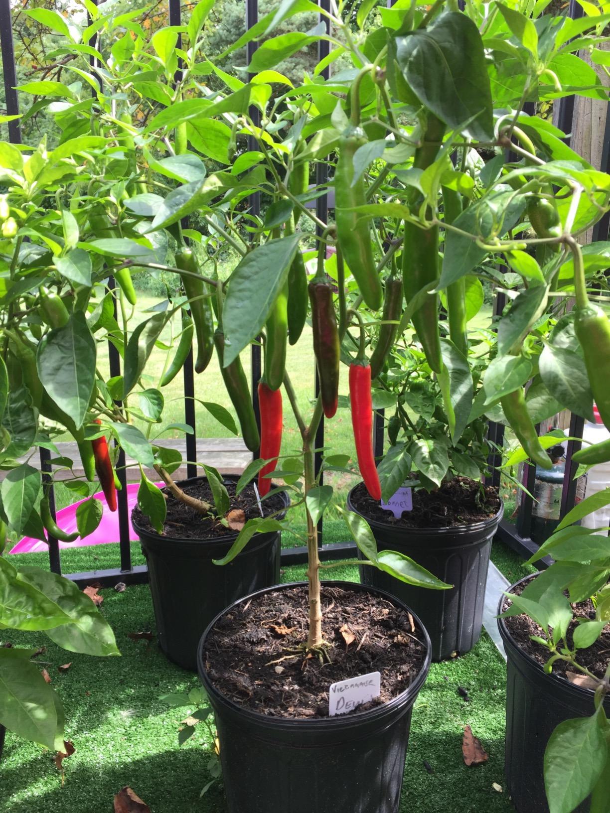 Amazon.com : Vietnamese Devil Pepper - Small , Black (10 Seeds) Super ...