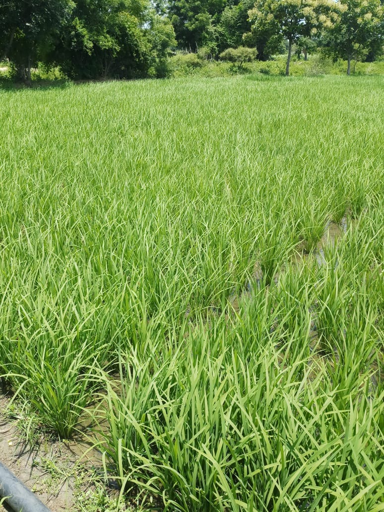 NEOPHYLL-HUMAX/HUMIC ACID/FERTILIZER - COMBO OFFER(1000ml each) set of ...