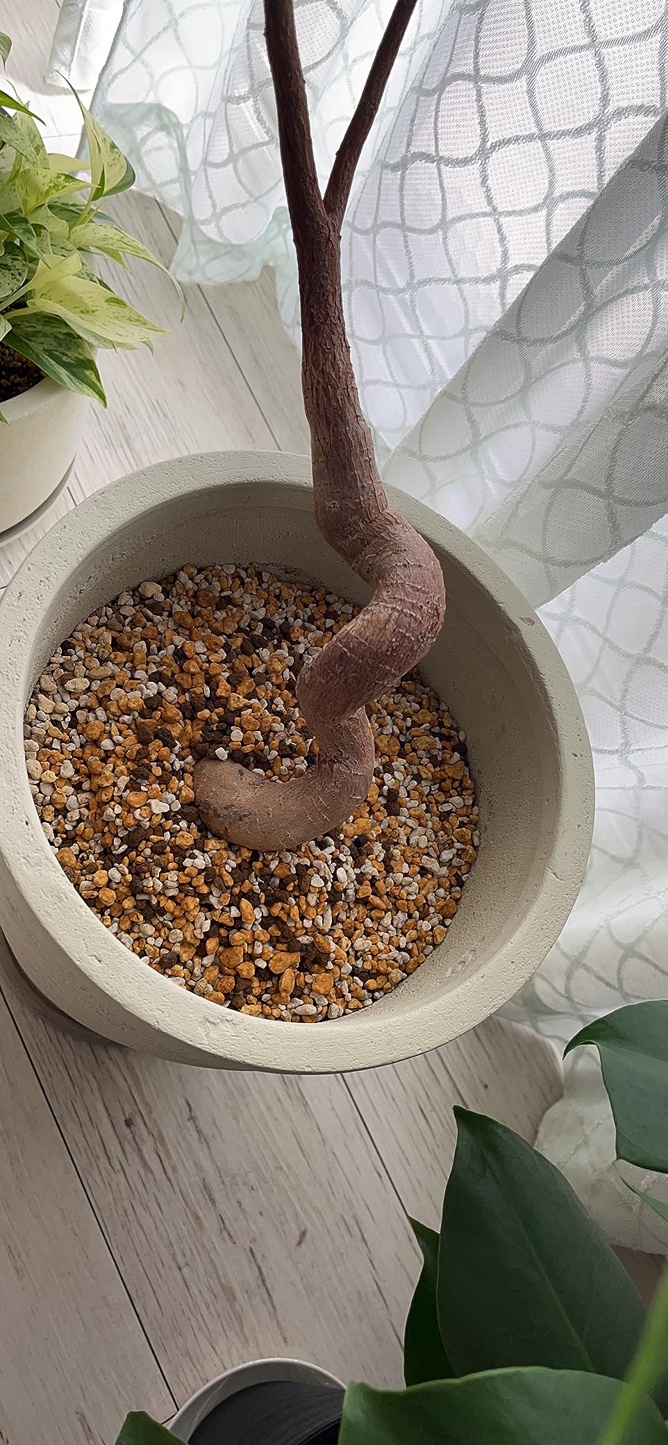 Amazon.co.jp: Protoleaf Indoor Household / Succulent Soil No. 10 Pot, 2.8 gal (8.4 L) : DIY ...