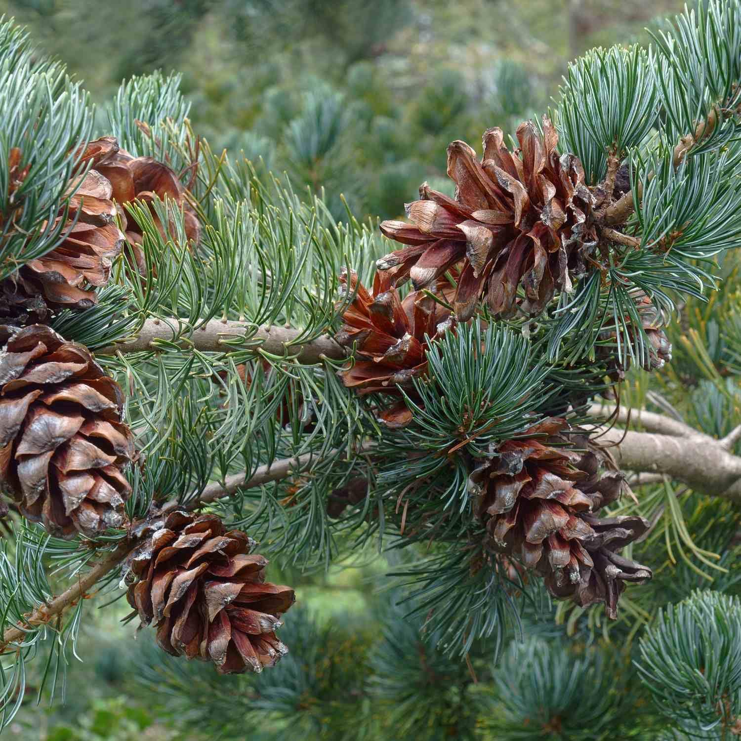 Eastern White Pine Cone