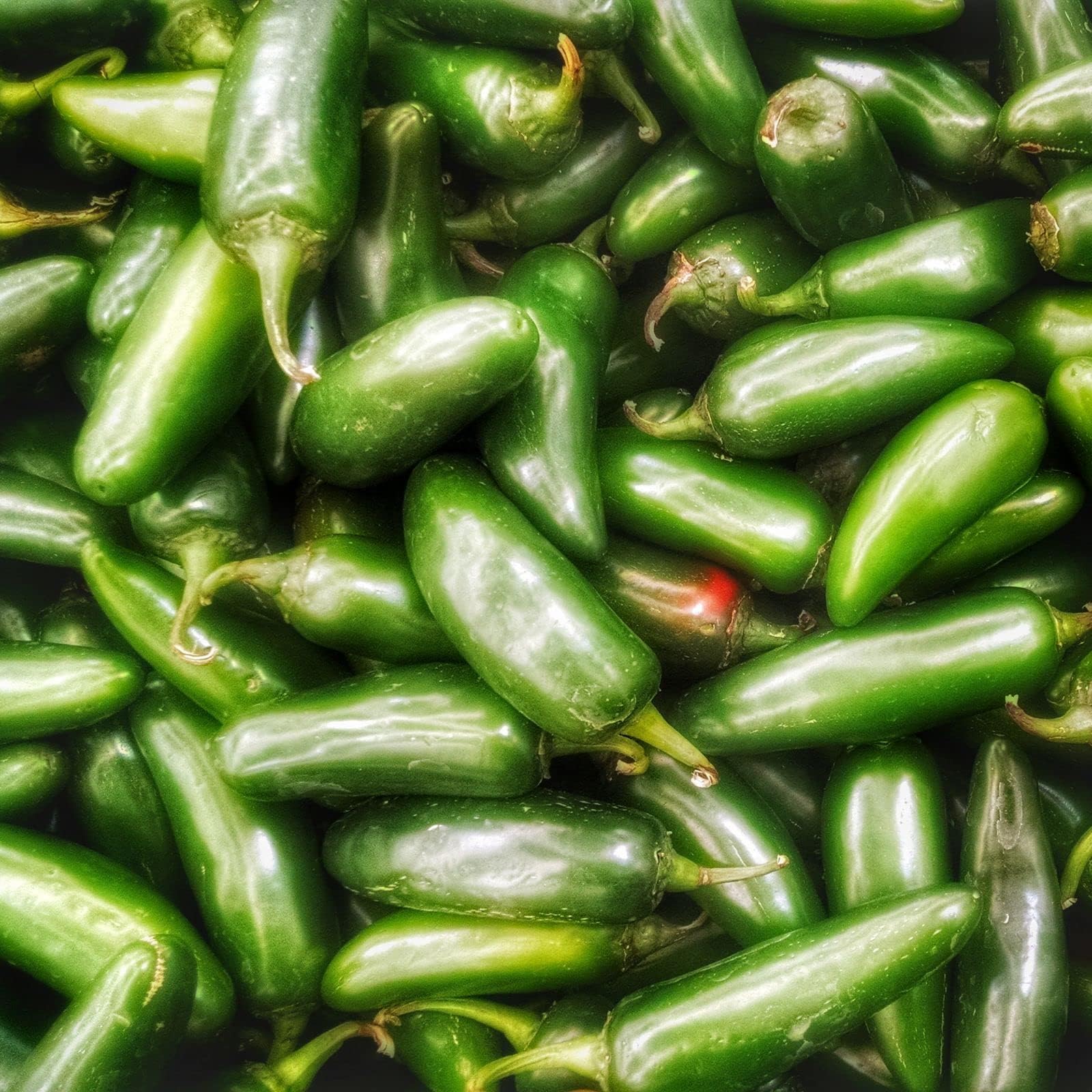 Amazon.com : Clovers Garden Jalapeno Megatron Pepper Plants– Two (2 ...