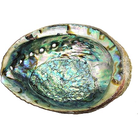 Amazon.com: Hand Selected Abalone Shell, 6 Inches or Larger. Perfect ...