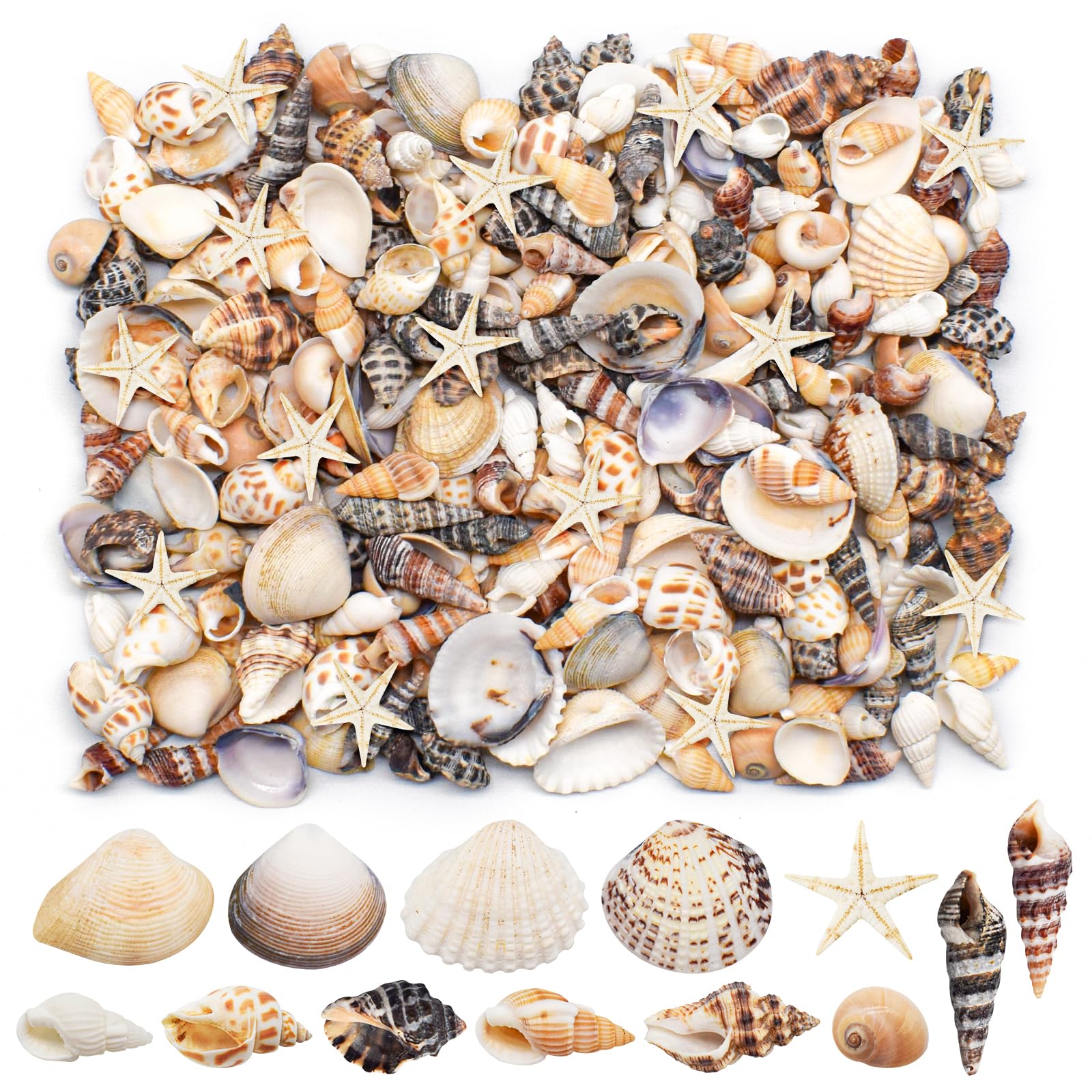 Amazon.com: HESHUYU 12 Kinds Mixed Tiny Sea Shells Starfish 0.6"-1.2 ...