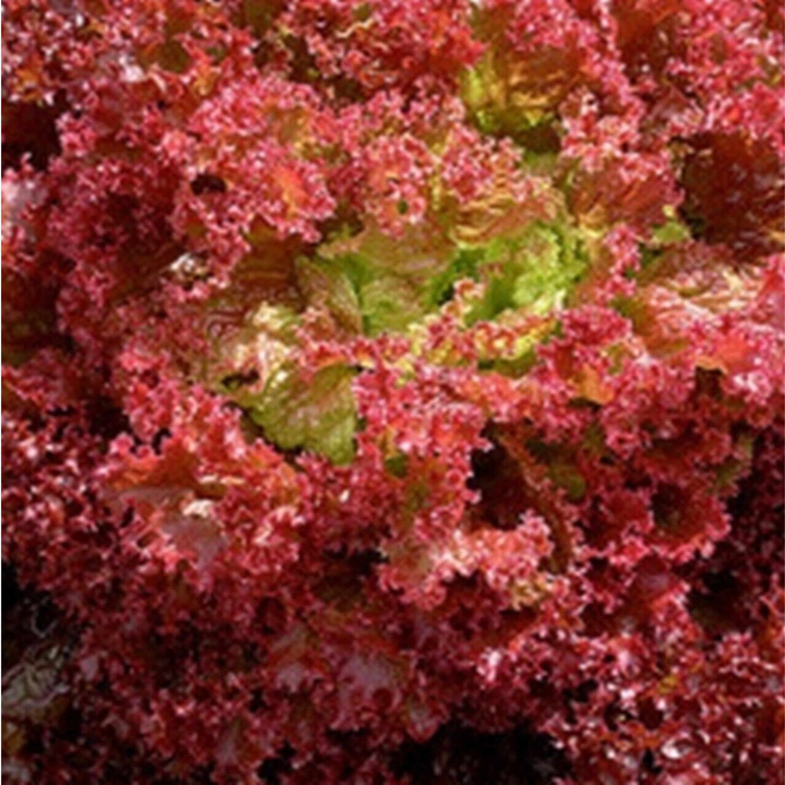 Red Lettuce Seeds Lollo Rossa – 300 Seeds of Crisp Curly Lettuce ...