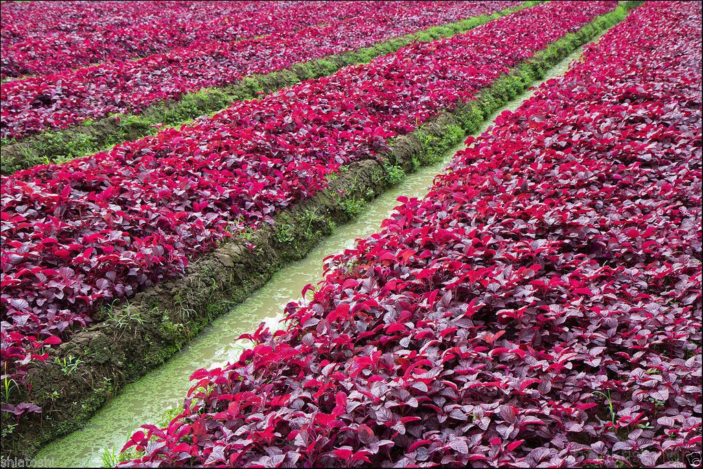 Red Spinach Plant