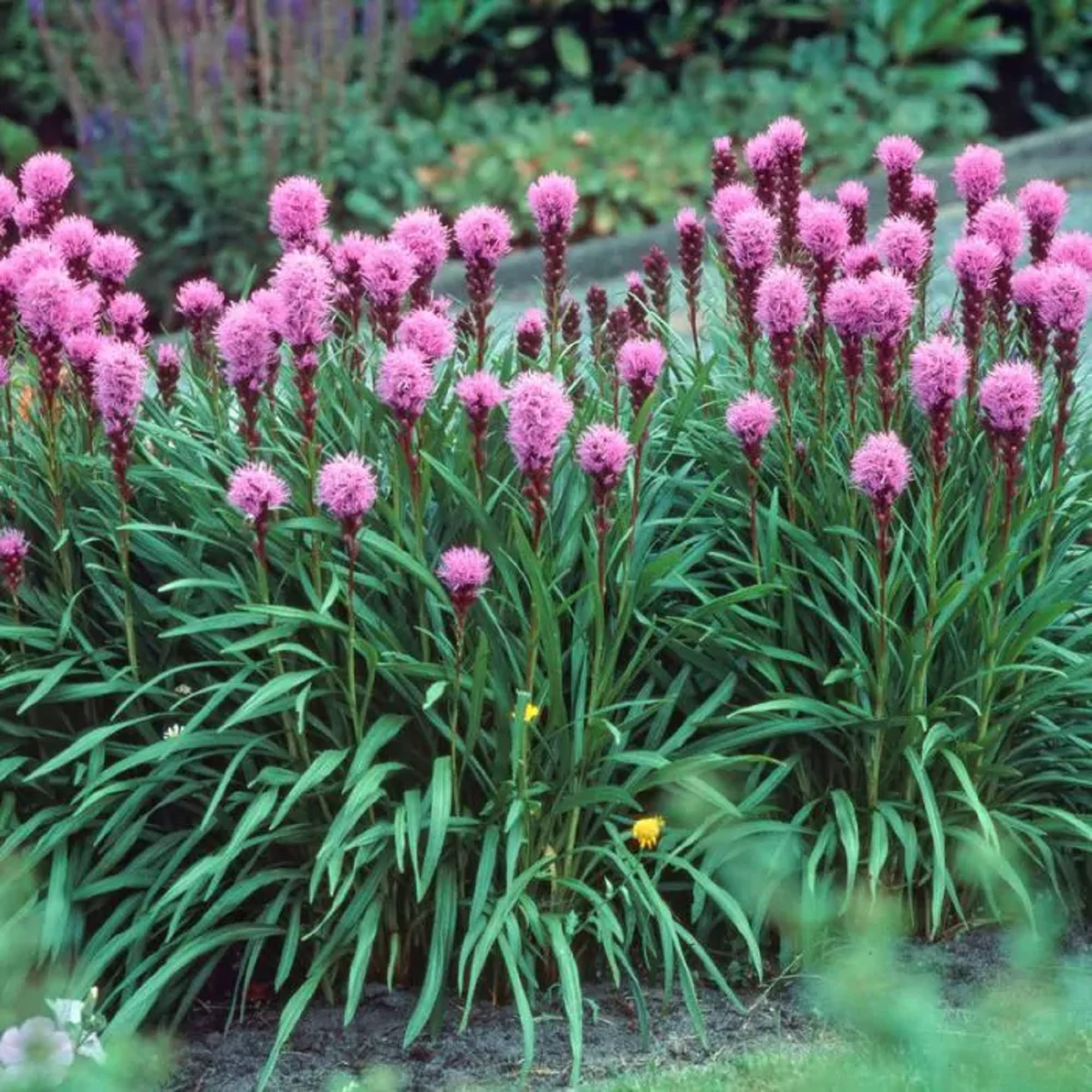 Liatris Spicata Kobold