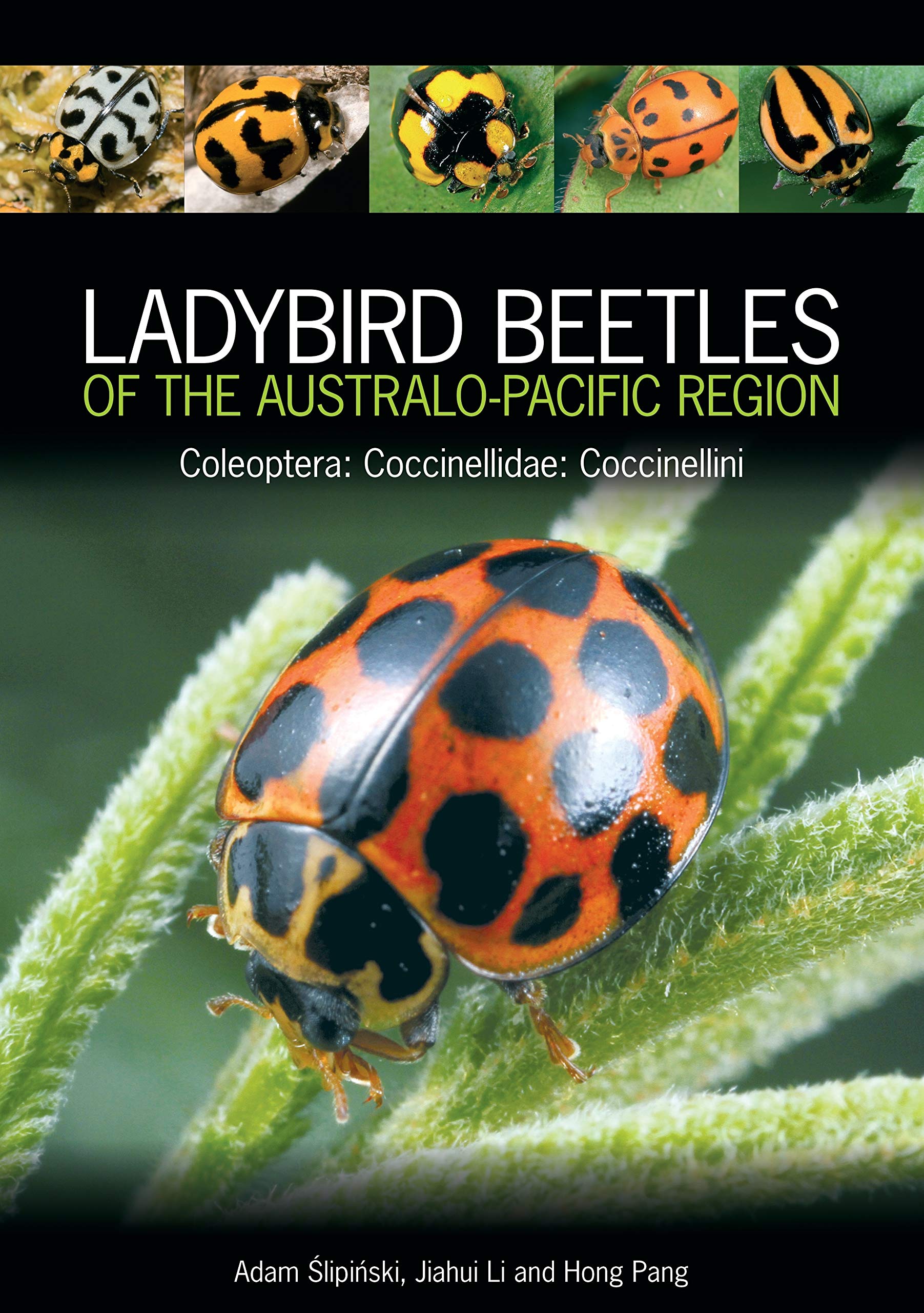 Ladybird Beetles Of The Australo Pacific Region Coleoptera ...