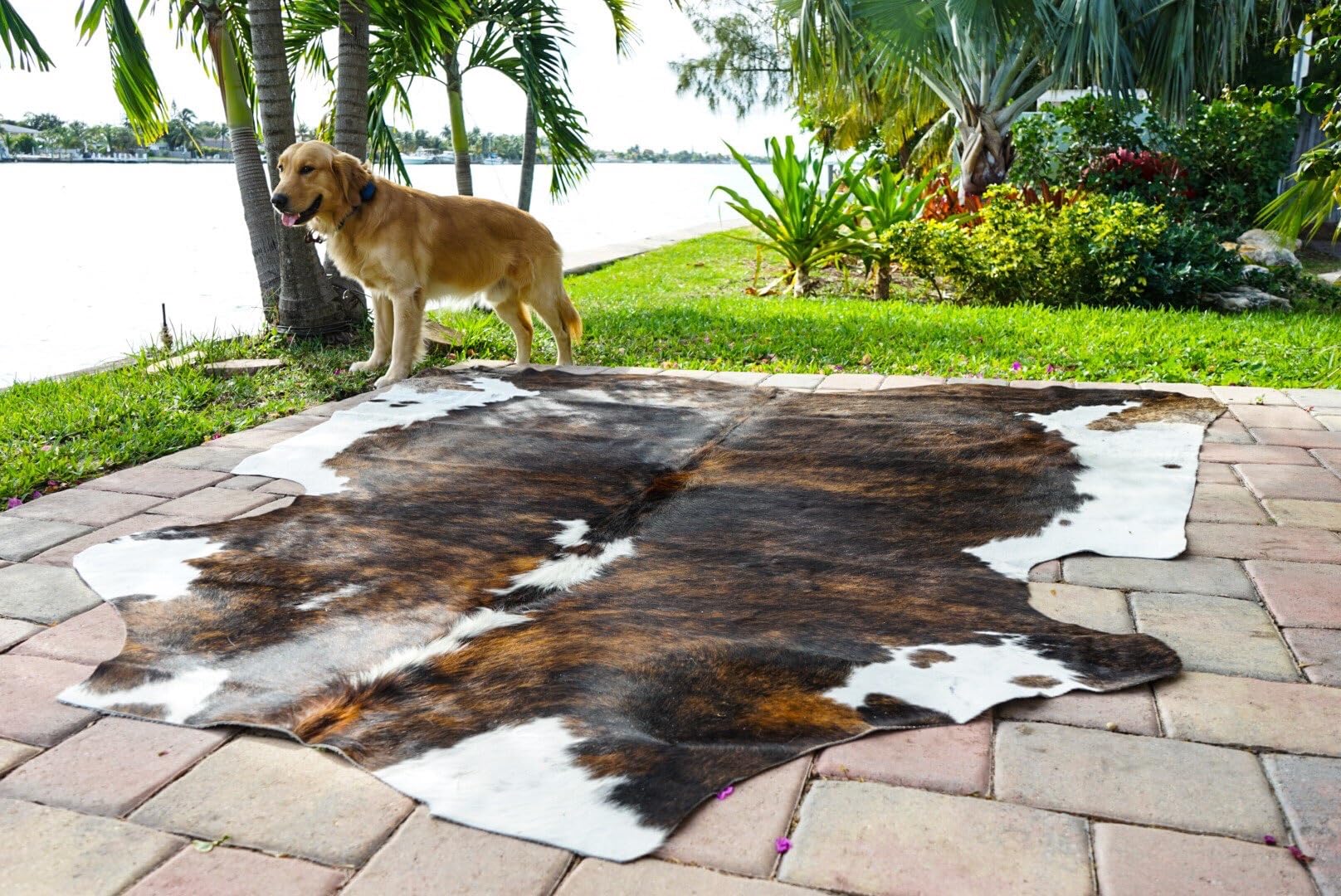 Amazon.com: rodeo Cowhide Rug Large Size 5x7-6x7 ft Genuine Cowhide Rug ...