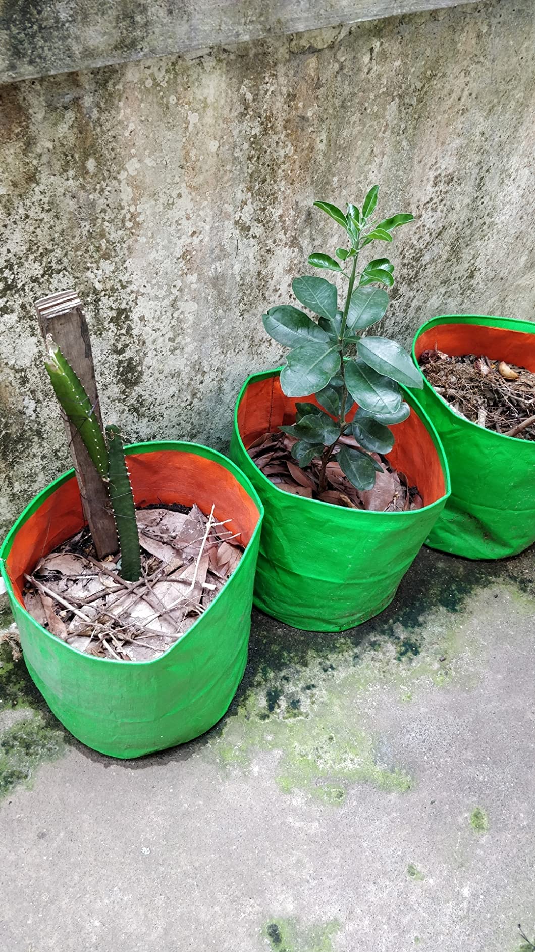 Bahan Traders Sweet Pomelo Citrus" KAMBILI NARANGA" - High Yield"Batabi ...