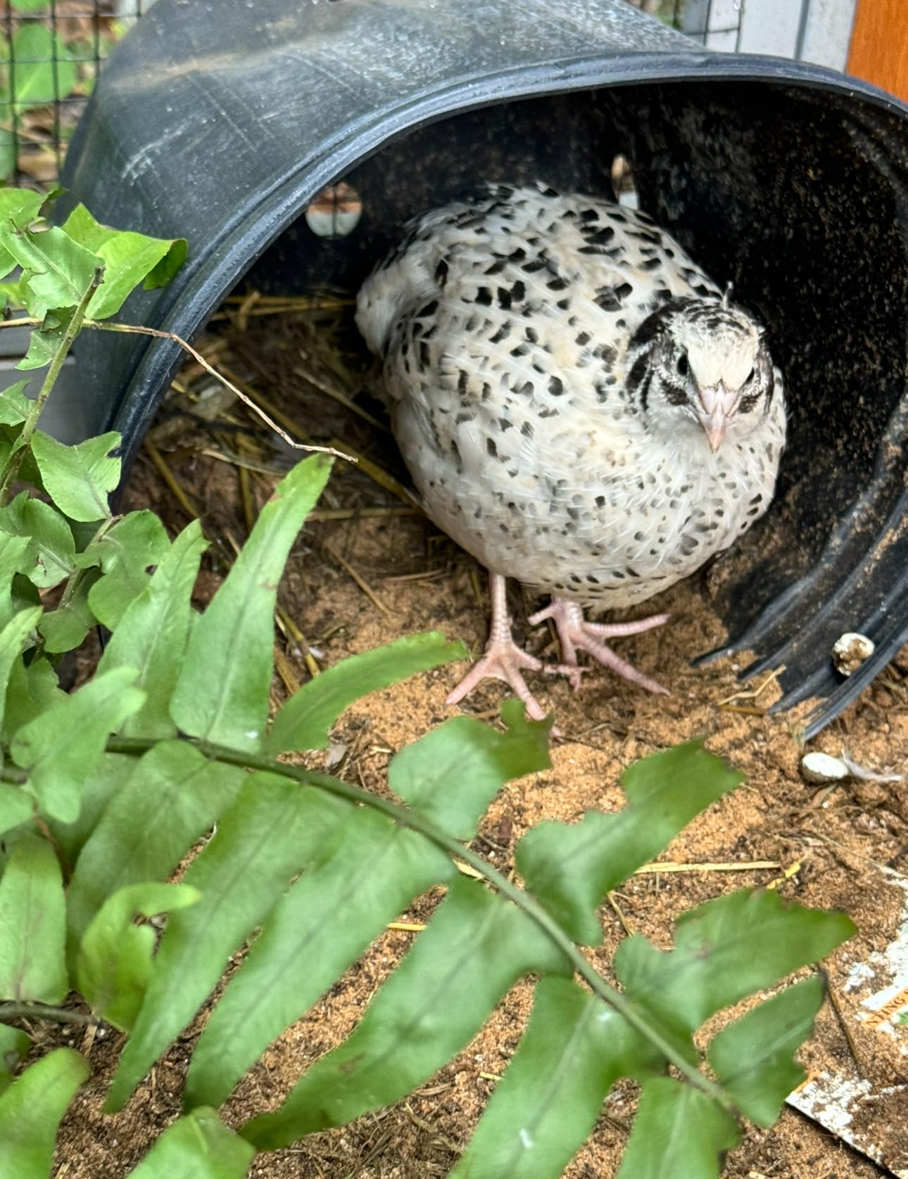 Amazon.com: Pearl Fee Coturnix Quail Hatching Eggs - 12 (Black and ...