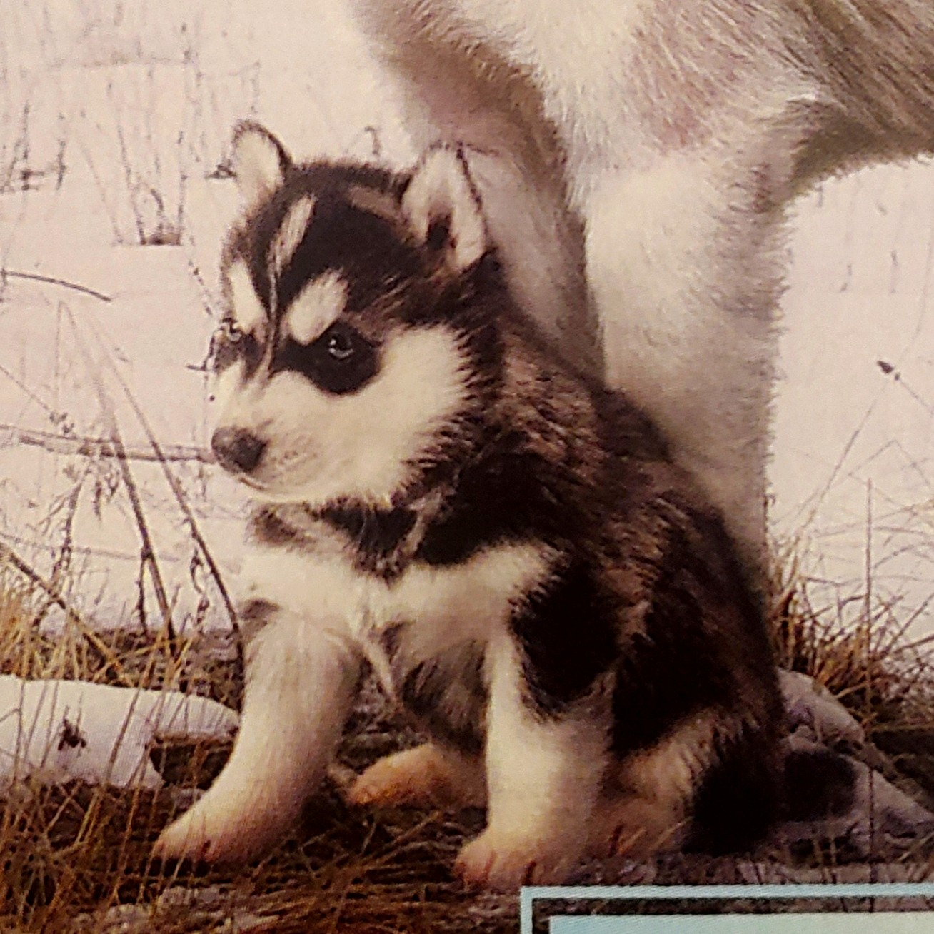 Alaskan Rescue (Alaska K-9 Unit, 1): Reed, Terri: 9781335581143: Amazon ...