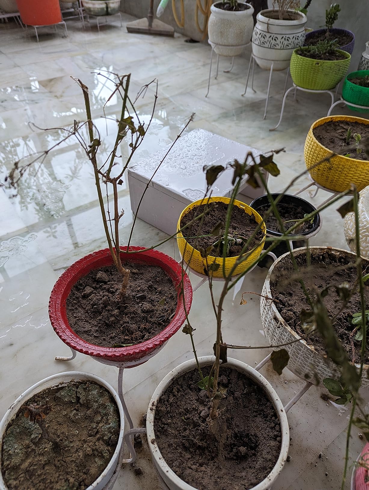 Go4plants Rare Juhi, Jasminum Auriculatum live flower Plant with pot ...