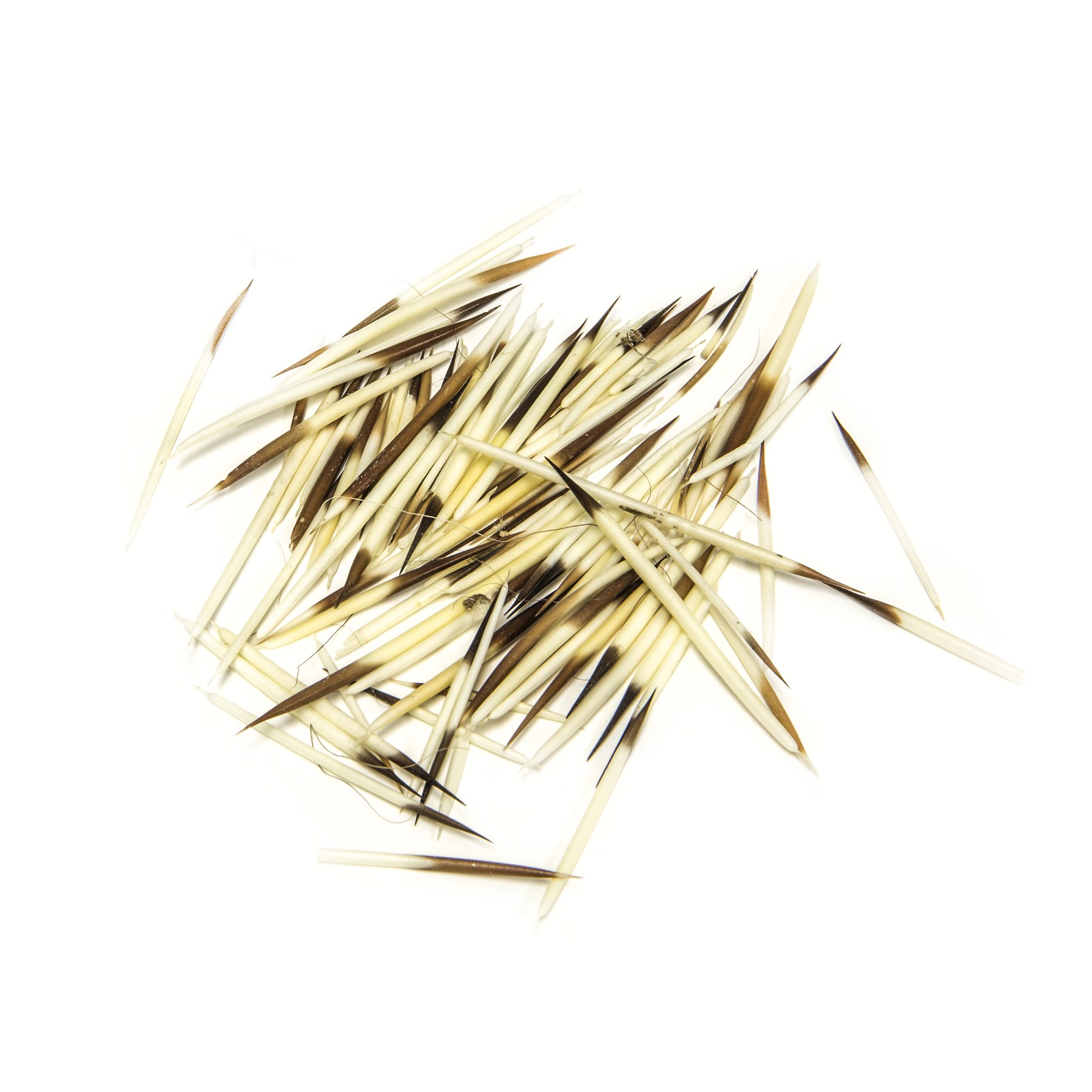 Amazon.com: Bag of American Porcupine Quills (Approx. 30 Quills) (Real ...