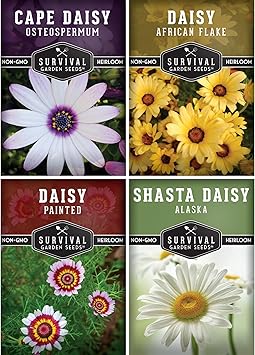 Amazon.com : Survival Garden Seeds Daisy Seed Collection for Planting ...