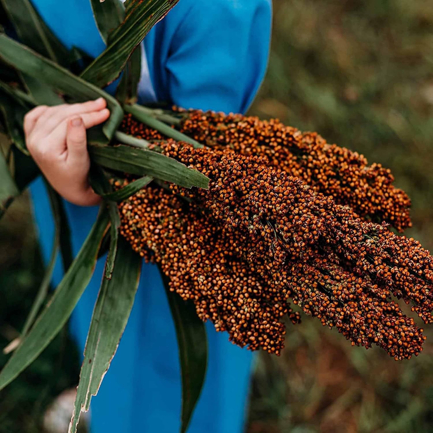 Amazon.com : Sweet Sugar Cane Sorghum 300 Seeds - Non-GMO Vegetable ...