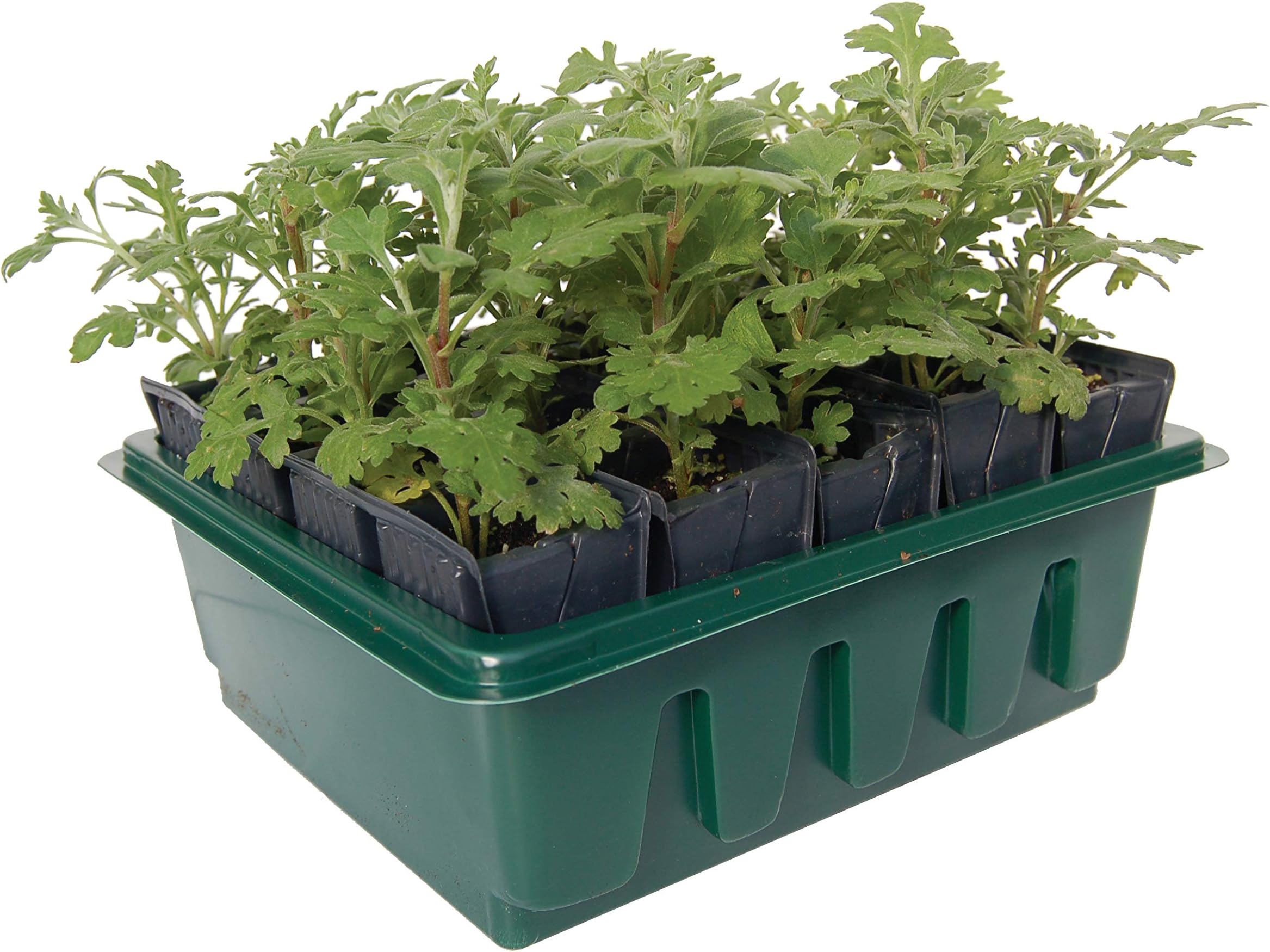 Amazon.com: Haxnicks Rapid Rootrainers | Reusable Shallower Root ...