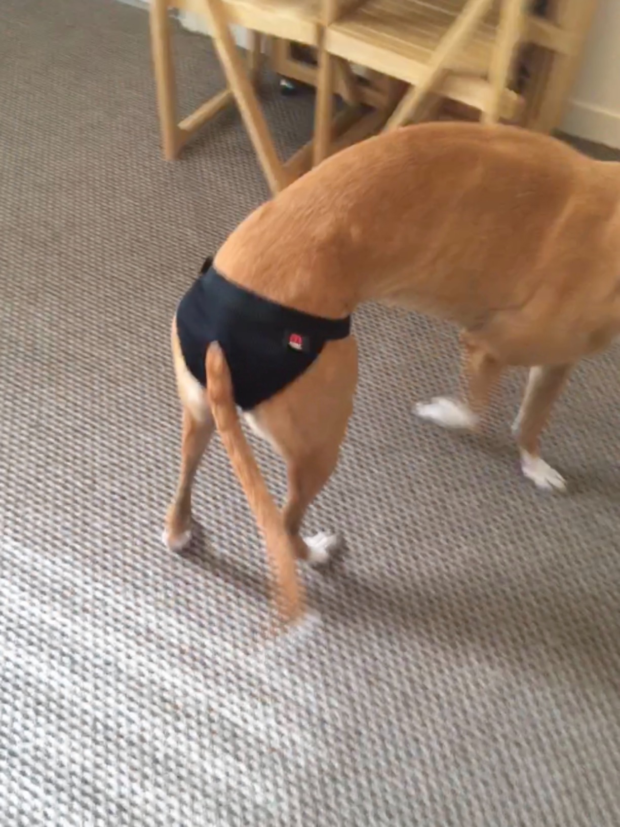 Mikki Dog Hygiene Disposable Period Pads for Female Season Use with ...