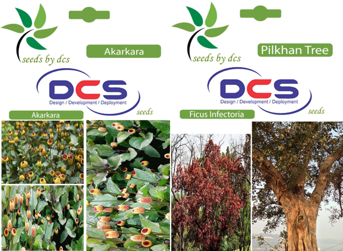 DCS Akarkara and Pilkhan Tree Seeds (White) : Amazon.in: Garden & Outdoors