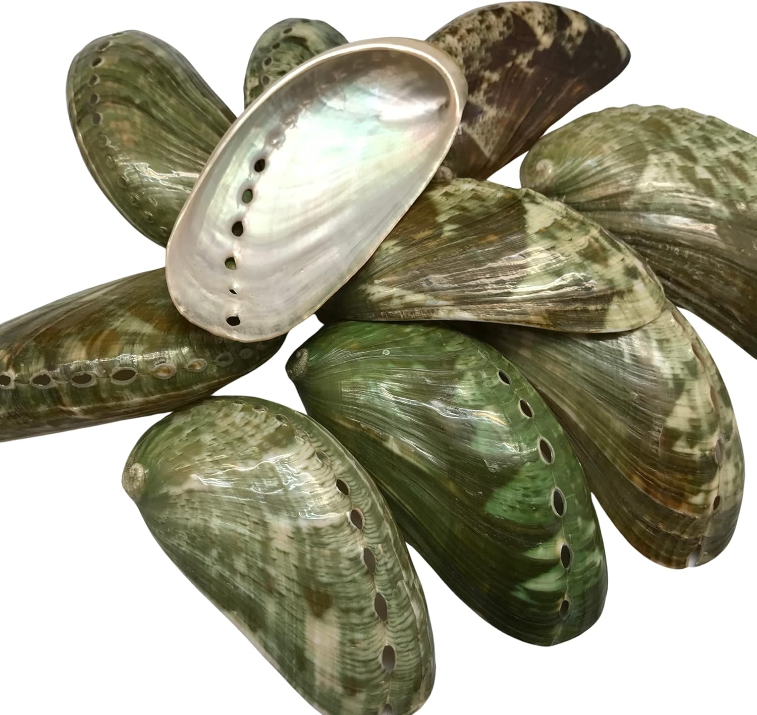 Amazon.com: PEPPERLONELY 10 PC Polishing Natural Green Donkey Ear ...