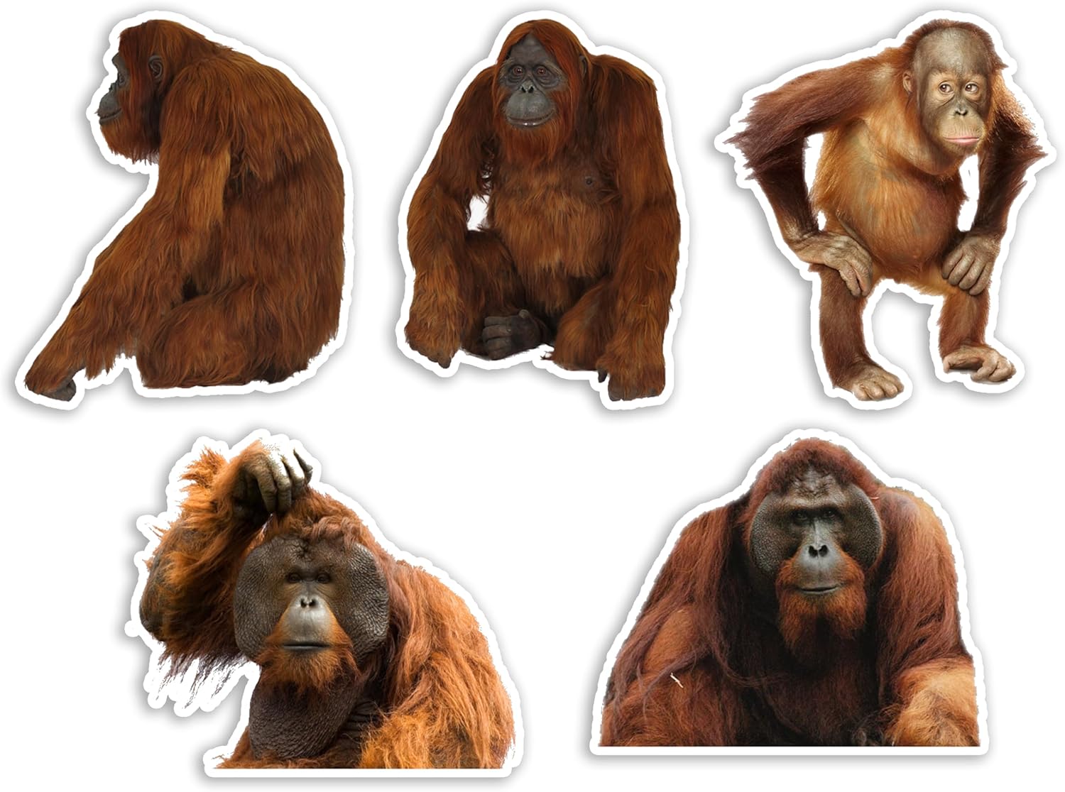 Amazon.com: Orangutan Sticker Pack Laminated Vinyl Waterproof Stickers ...