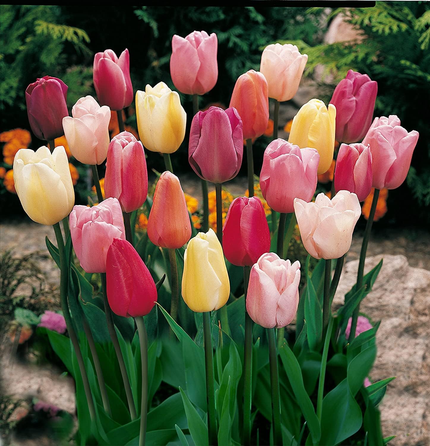 Amazon.com : Mixed Triumph Tulips - Assorted Colors of Tulip Bulbs ...