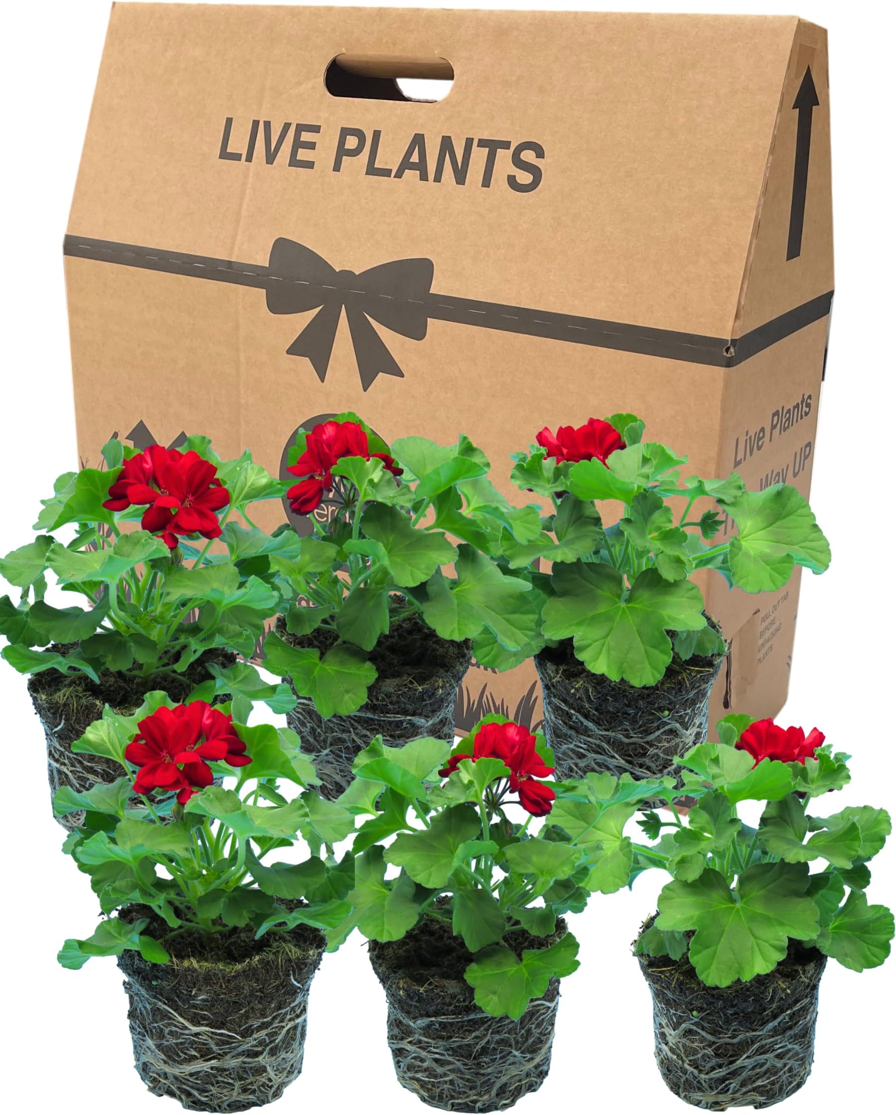 Carbeth Plants - Orange Fizz Scented Geranium - Pelargonium in 10.5cm ...