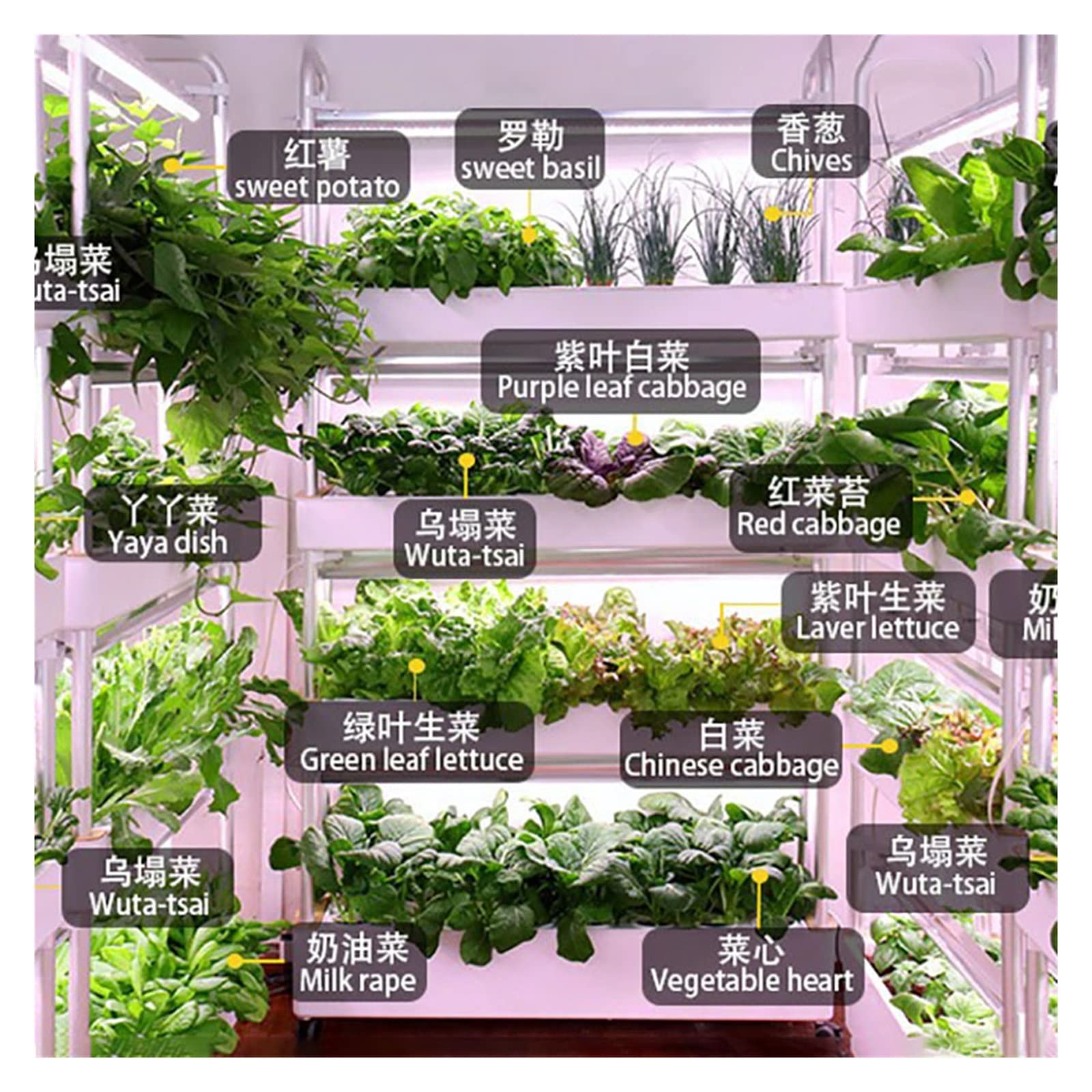 Hydroponic Potatoes System