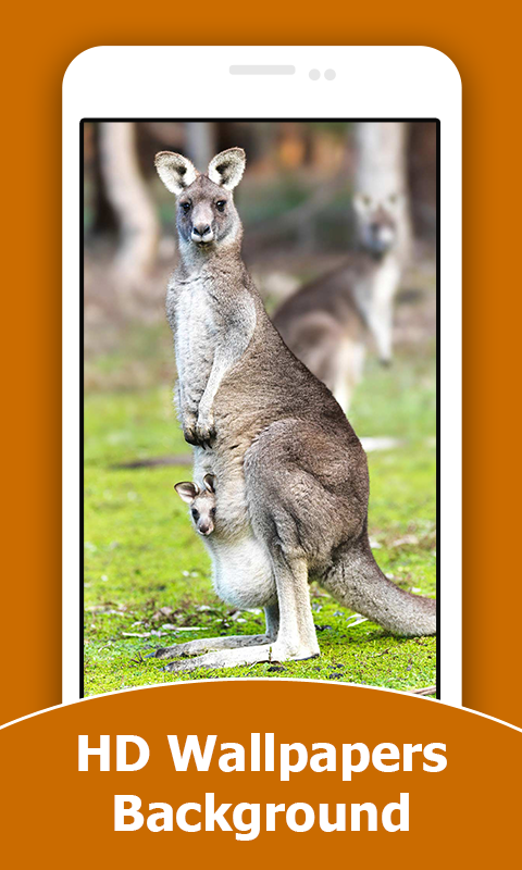 Animal HD Wallpapers - App on Amazon Appstore