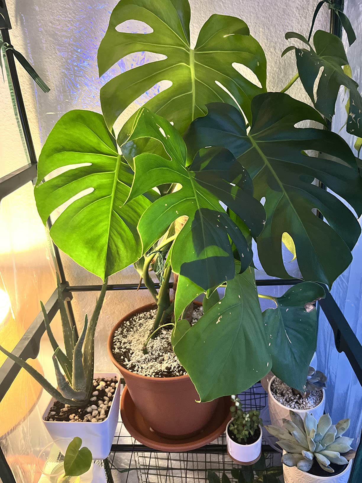 $6/mo - Finance Houseplant Resource Center Monstera Plant Food with NPK ...