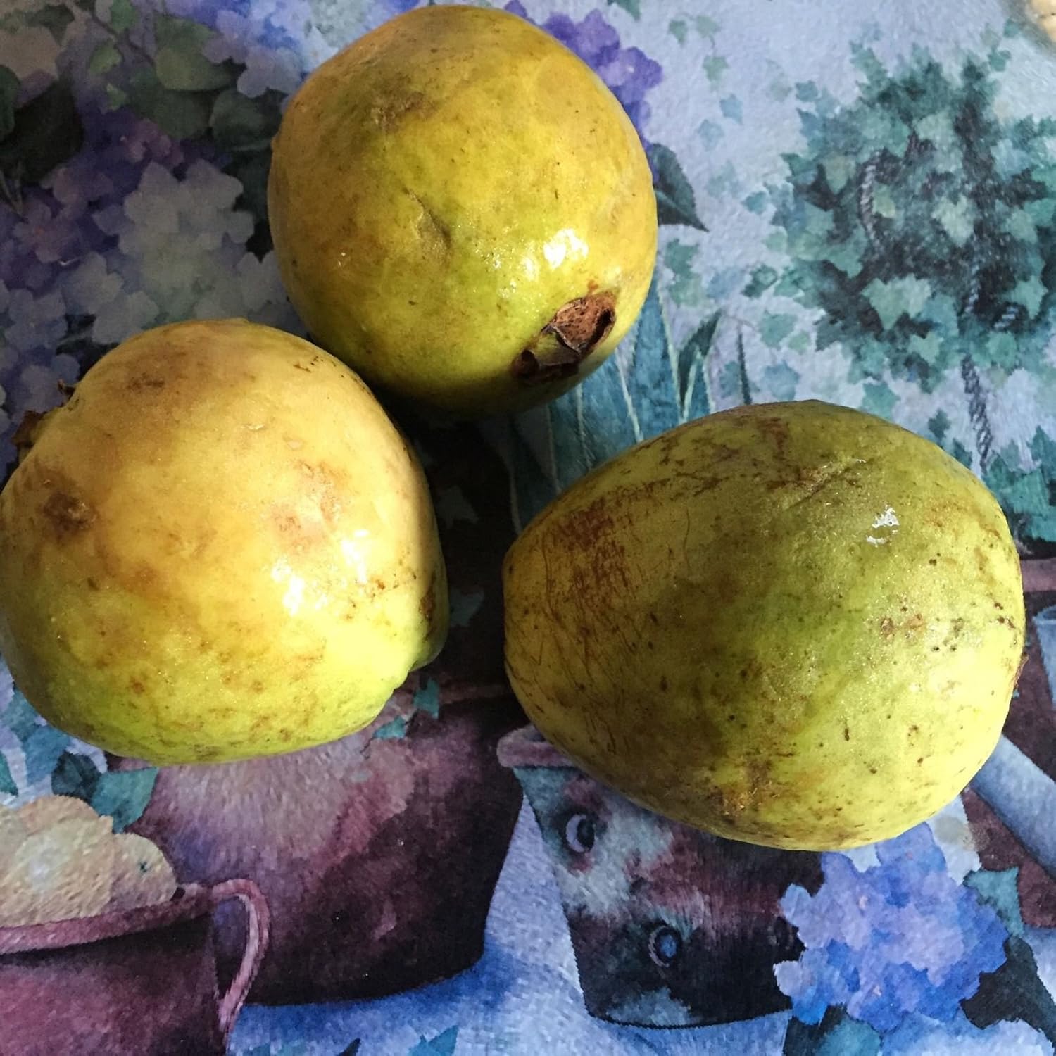 5 Hawaiian Guava Samen Leckere süße tropische Frucht : Amazon.de: Garten