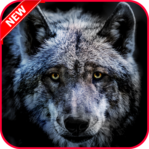 Awesome Wolf Wallpapers Hd