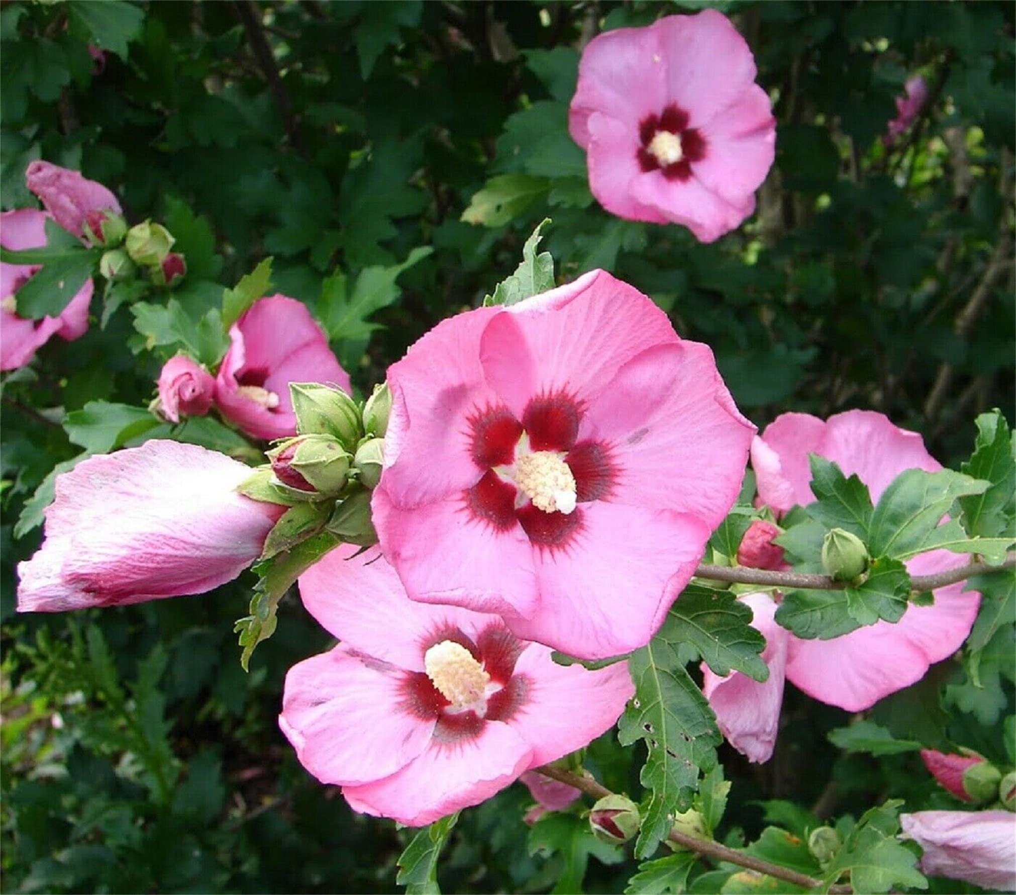 Althea Shrub