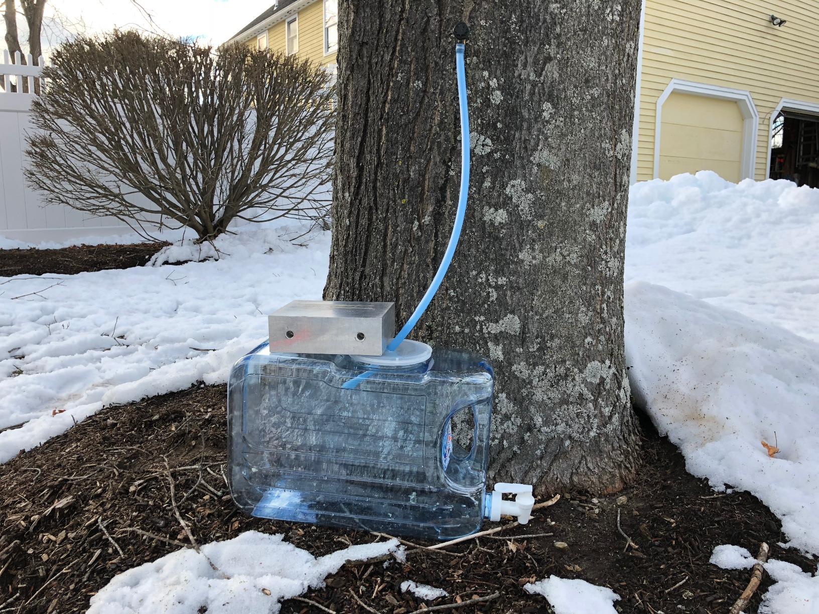 Amazon.com: Kaito Ridge 5 Pack Maple Syrup Tap Spile Kit 5 Taps + Drop ...