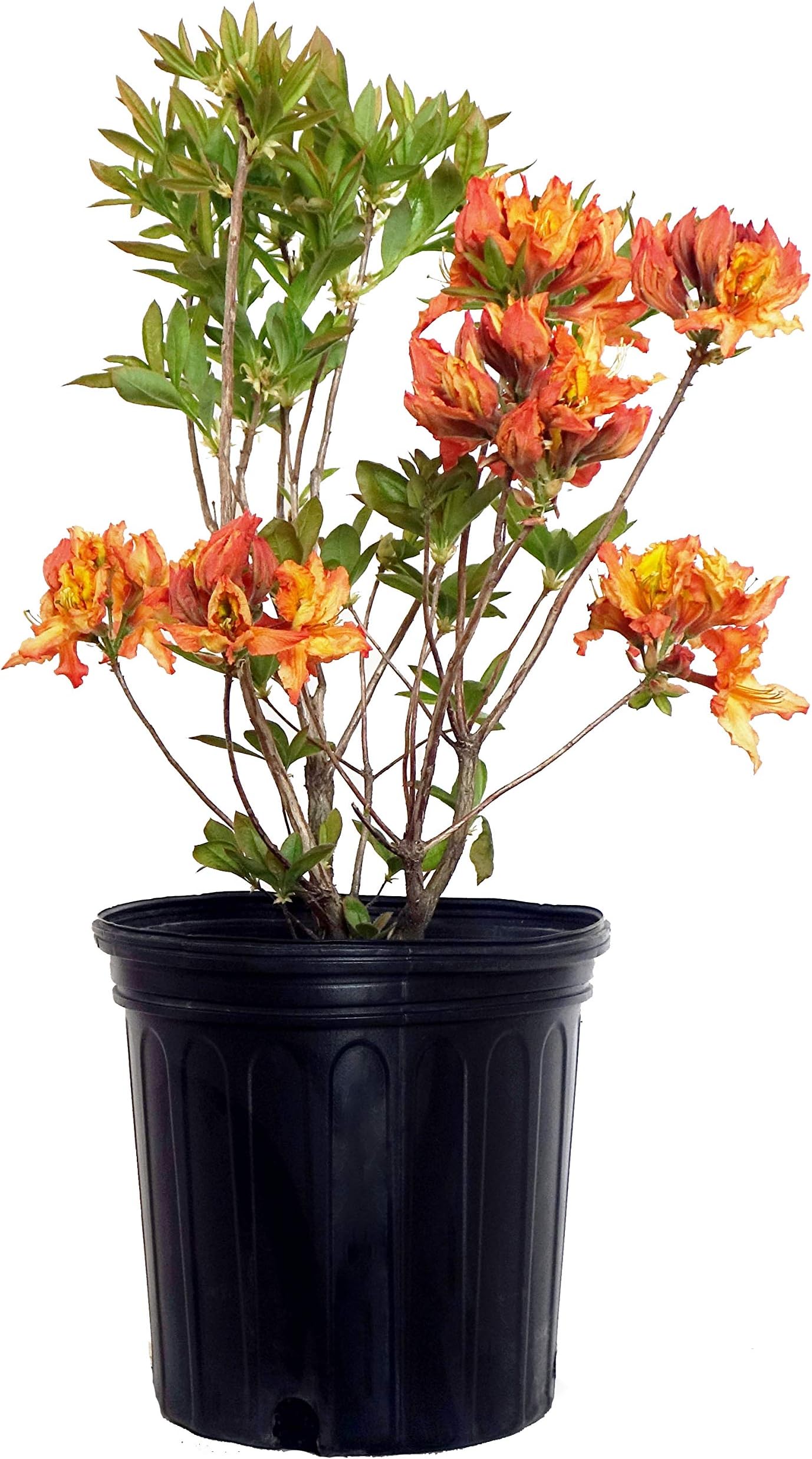 Amazon.com : 30+ Mixed Azalea Rhododendron simsii Seeds Schlippenbachii ...