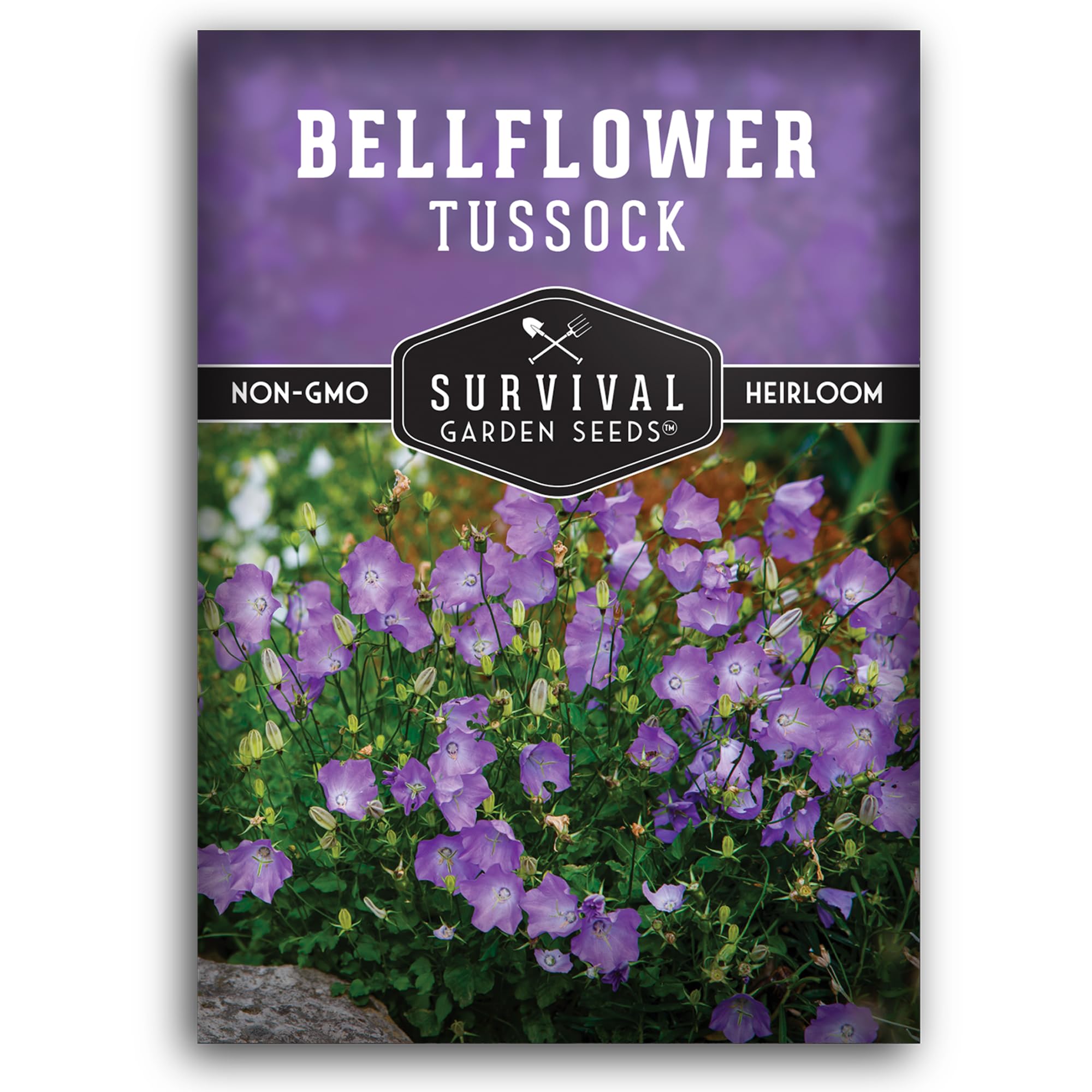 Amazon.com : Tussock Bellflower Seed for Planting - 1 Packet with ...