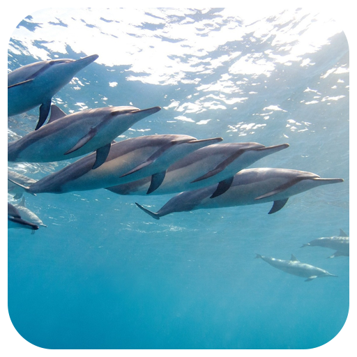 Wallpaper For Mobile Dolphin Dolphin Live Wallpaper:Amazon.de:Appstore