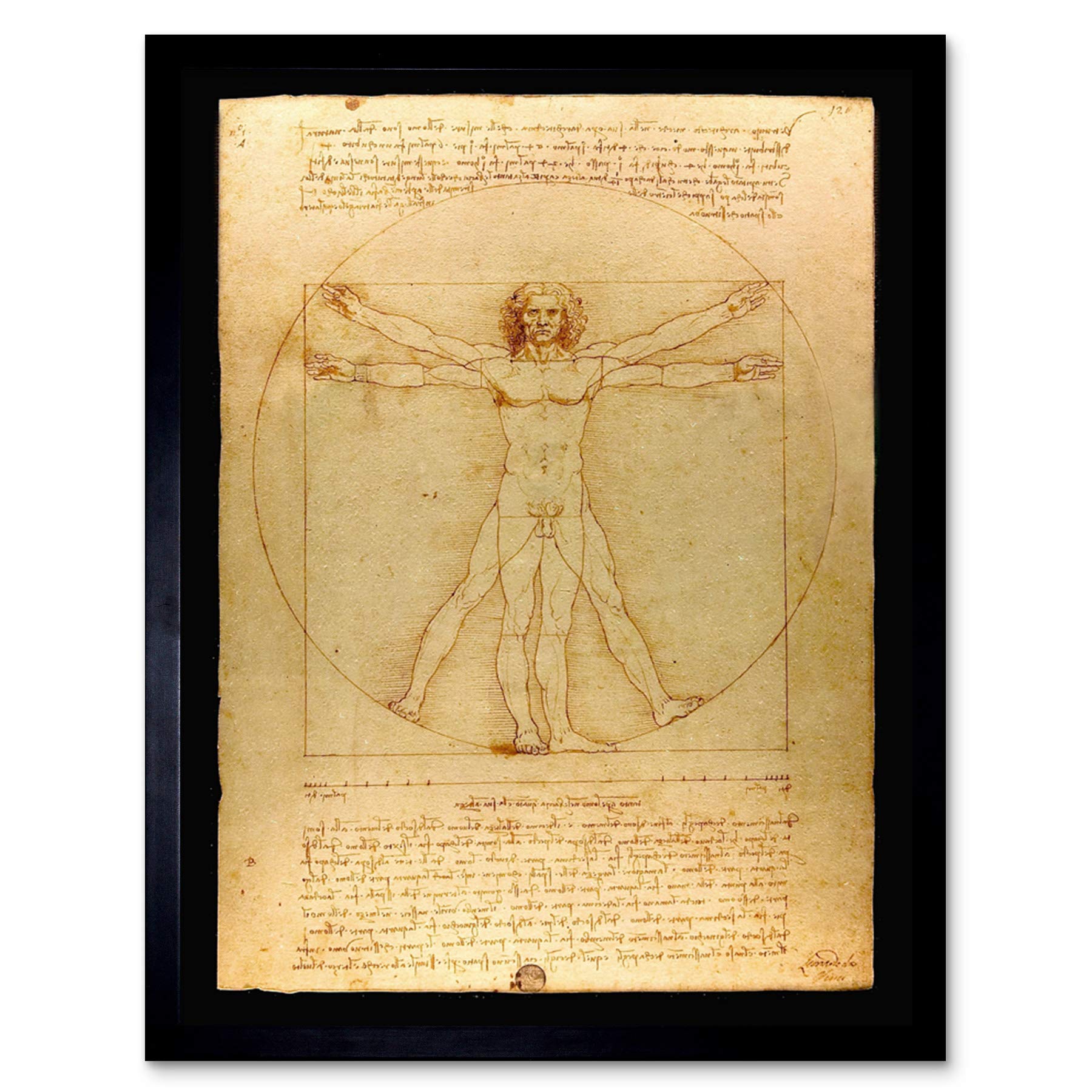 Man Diagram Da Vinci