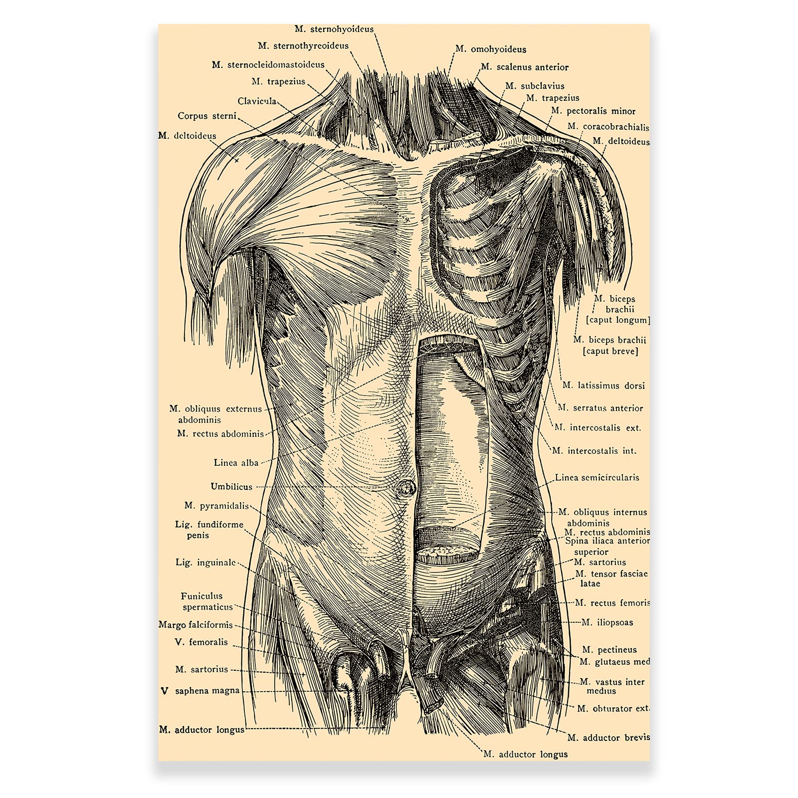 Amazon.com: KWAY Vintage Muscular System Anatomical Chart - Human ...