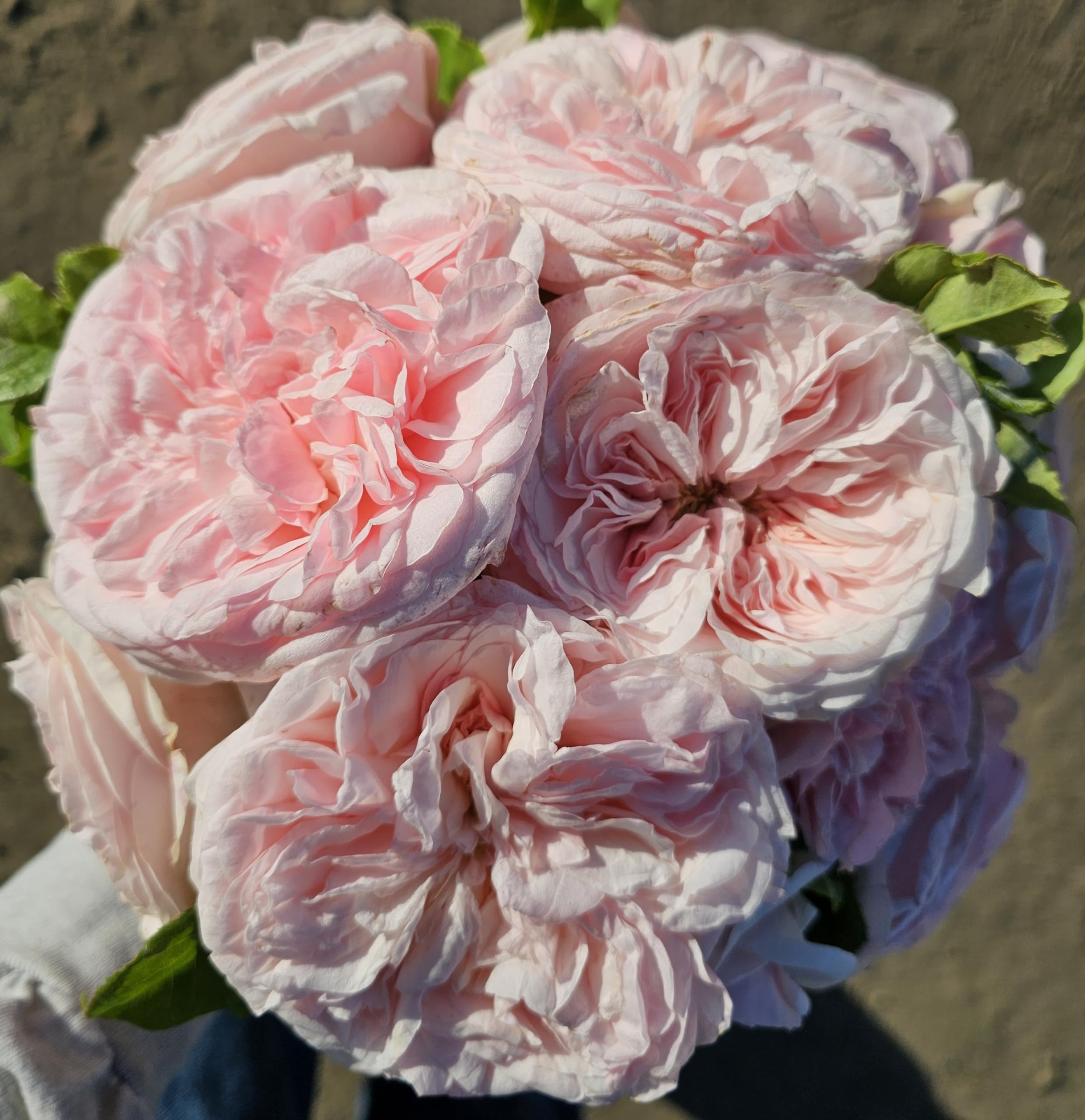 Amazon.com : Ma Cherie Roses, Claire Rose Bush, Rare Plants, Rose ...