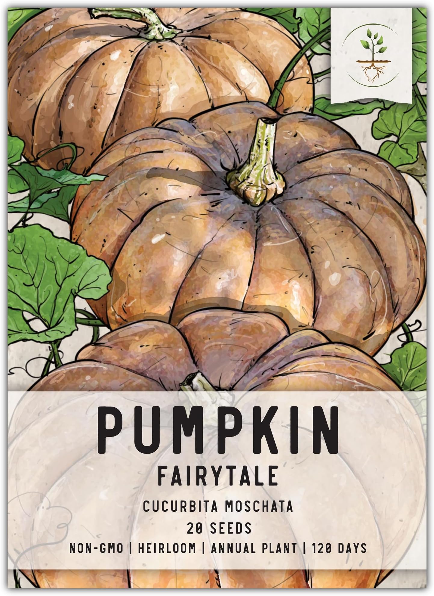 Amazon.com : Kakai Hulless Oilseed Pumpkin - 25 Seeds - Austrian Pumpkin Variety, Styrian ...