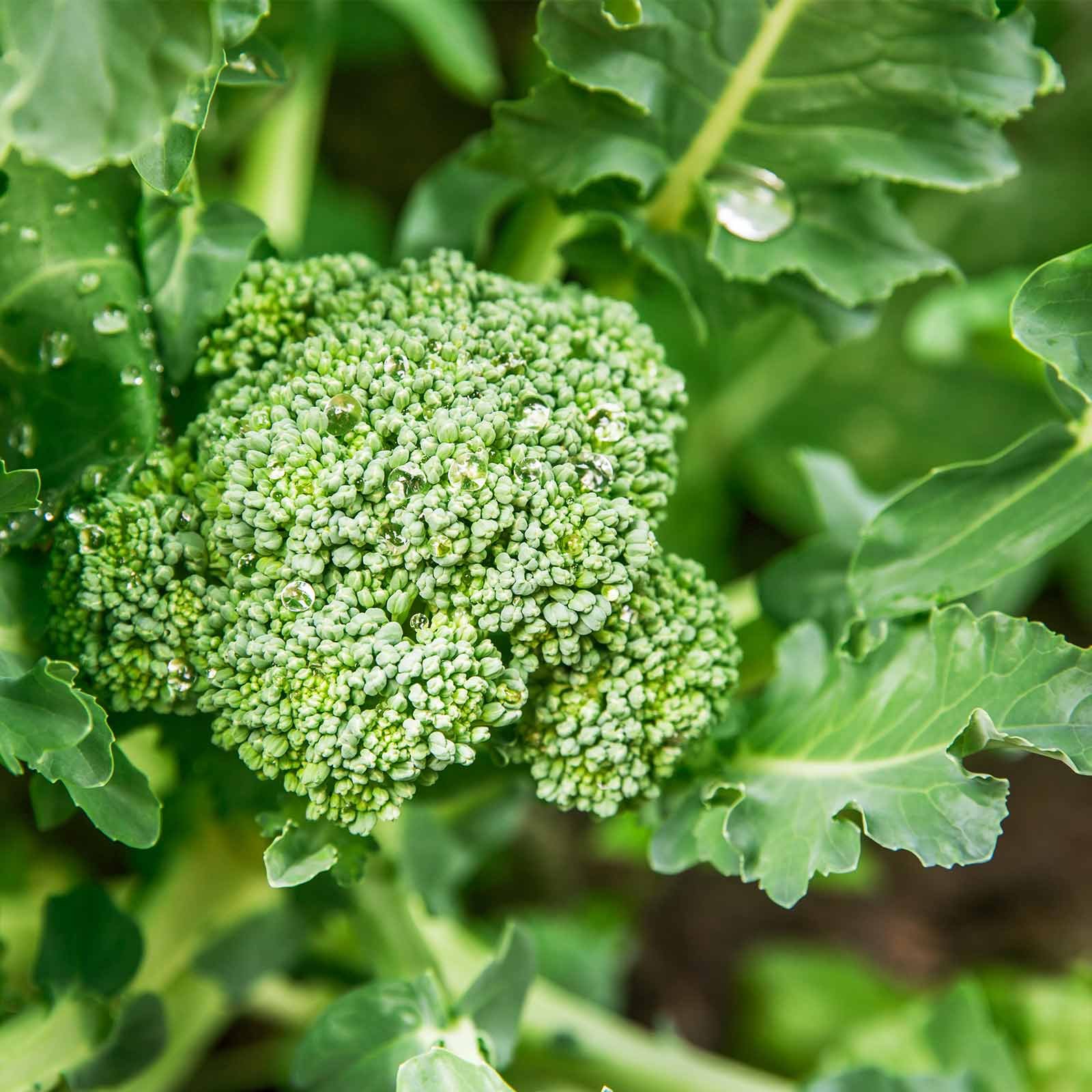 Amazon.com: Organic Di Cicco Broccoli - 5 LB ~720,000 Seeds - Non-GMO ...