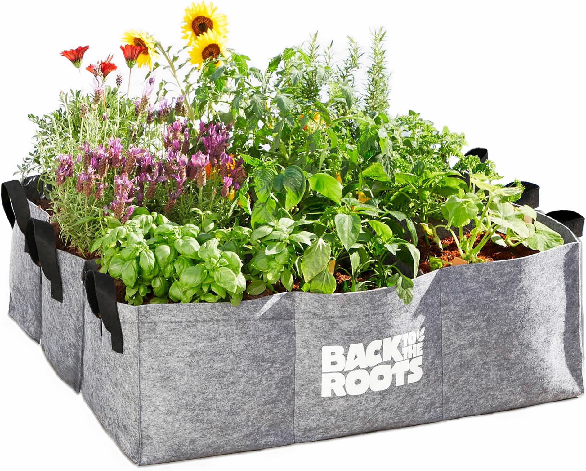 Amazon.com: Back to the Roots Kink Resistant, BPA-Free Garden Hose ...