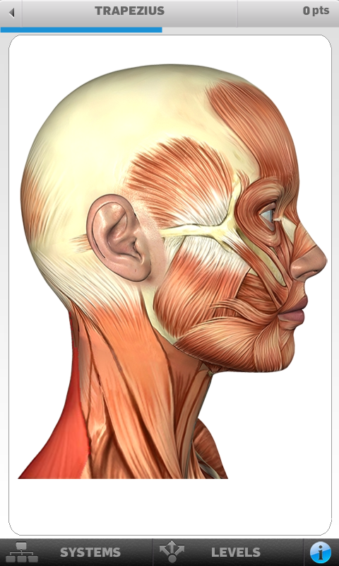 MUSCULAR ANATOMY GAME - App on the Amazon Appstore