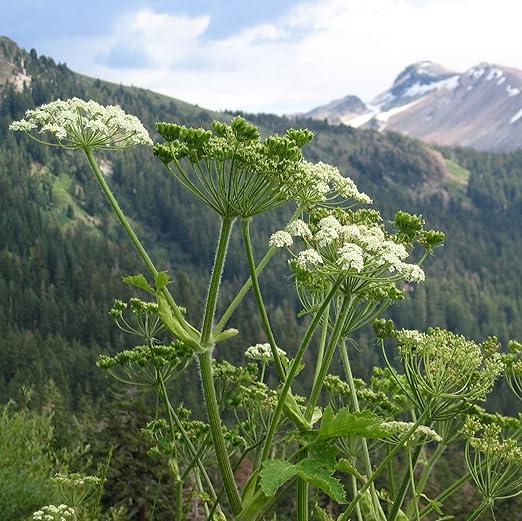 Amazon.com : CHUXAY GARDEN 1 oz Seeds (Approx 4813 Seeds) Heracleum ...