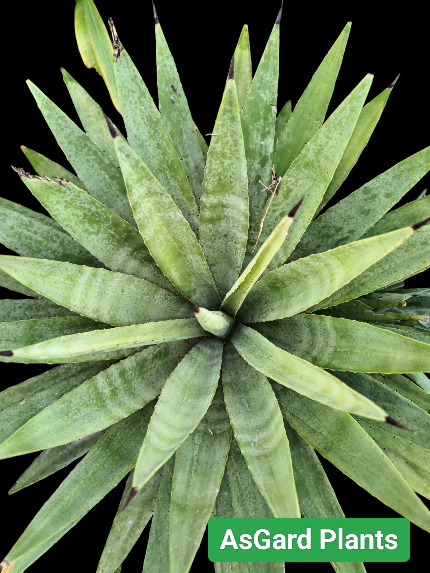 Sisal Plant In India